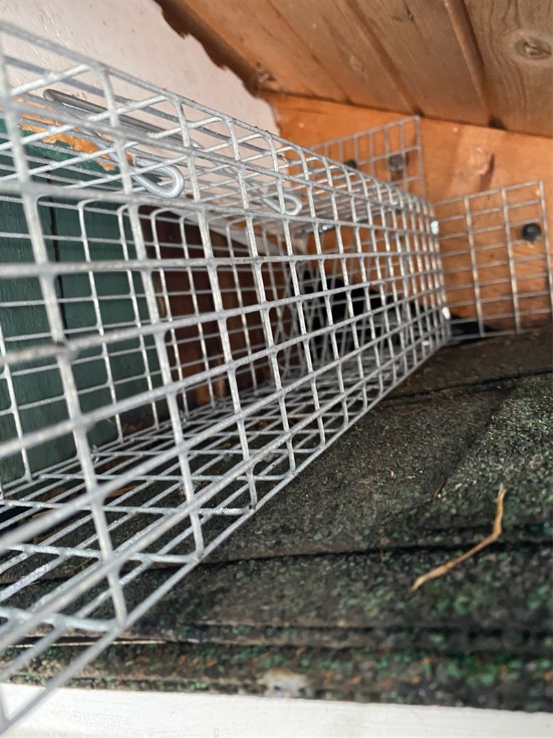Animal Exclusion & Repairs – Wildlife Removal Michigan